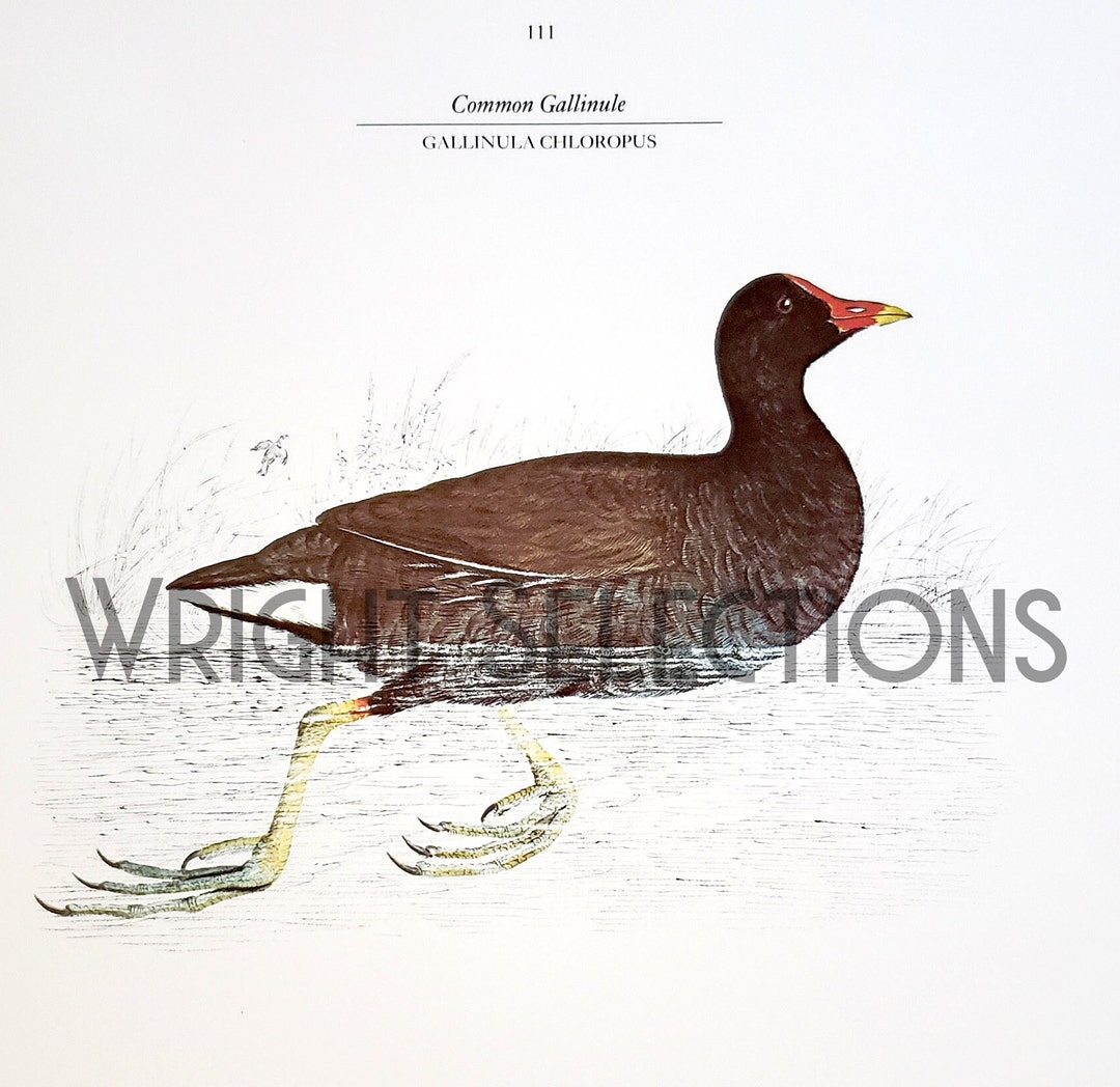 Common Gallinule Illustration Bird Book Plate by William Pope 10" X 12 ...