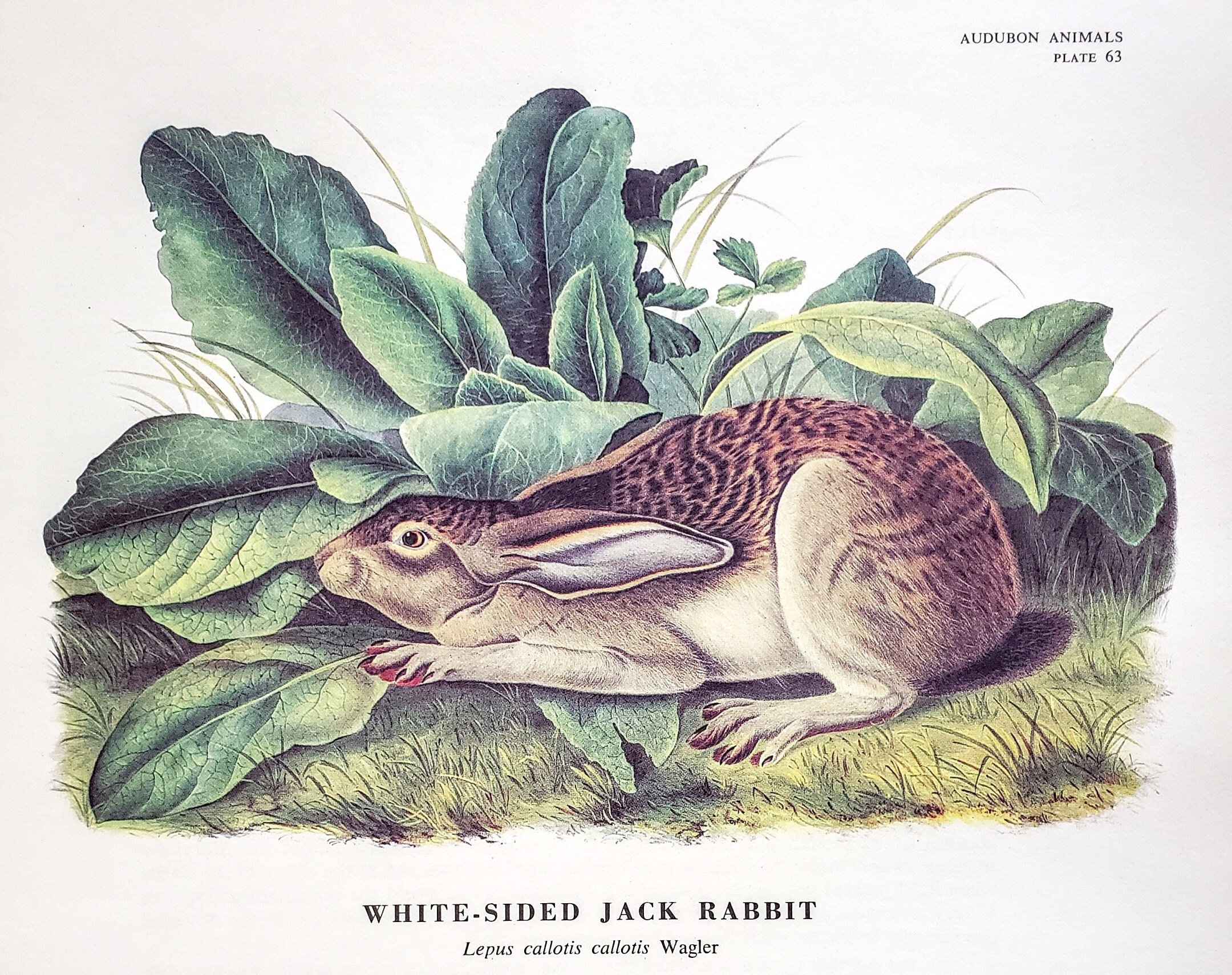 White-sided Jackrabbit by John James Audubon 9" X 12" Book Plate With ...