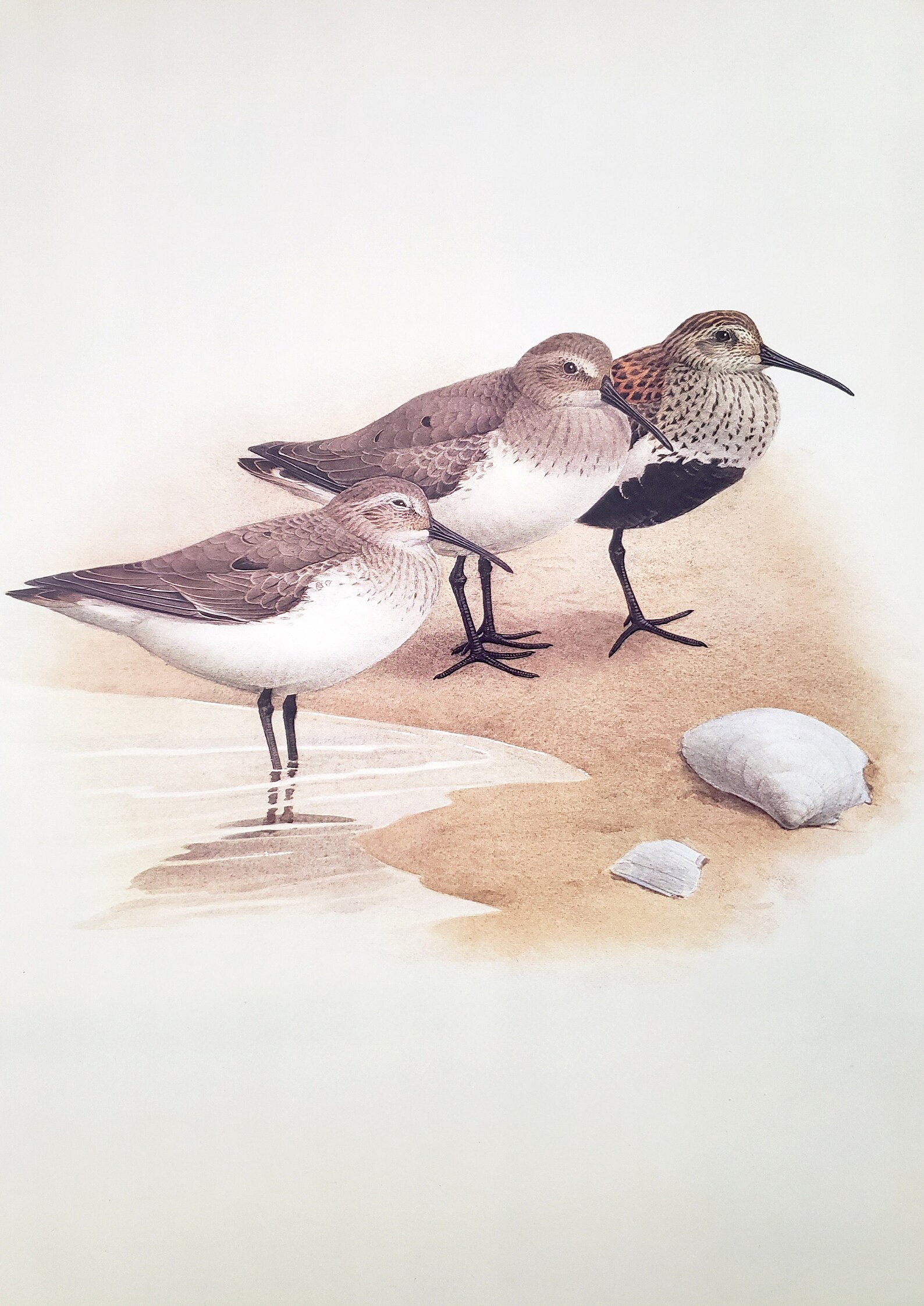 Dunlin Trio Book Plate 1976 Birds of the West Coast Artwork by J. F ...