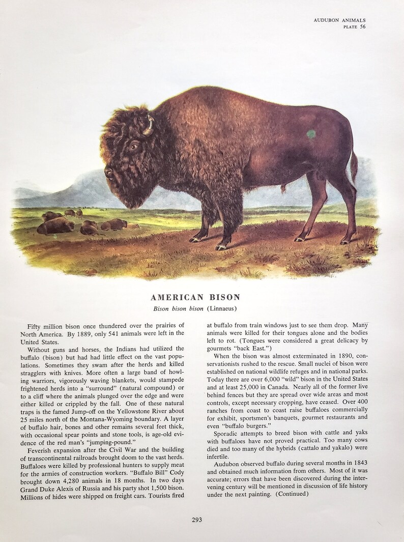 American Bison Illustration by Audubon 9" X 12" Book Plate With Text ...