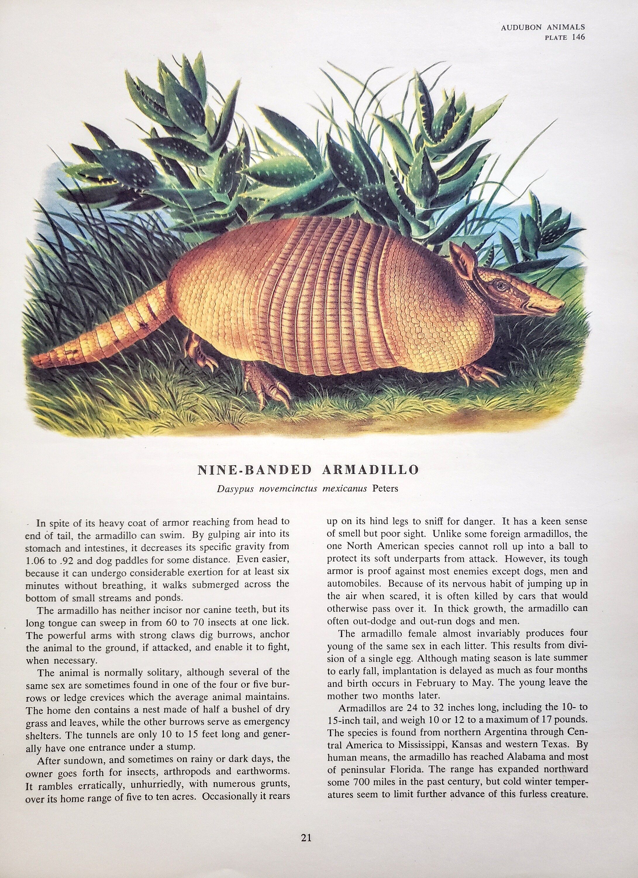 Nine-banded Armadillo by John James Audubon 9 X 12 Book Plate With Text Info 1967 Reproduction ...