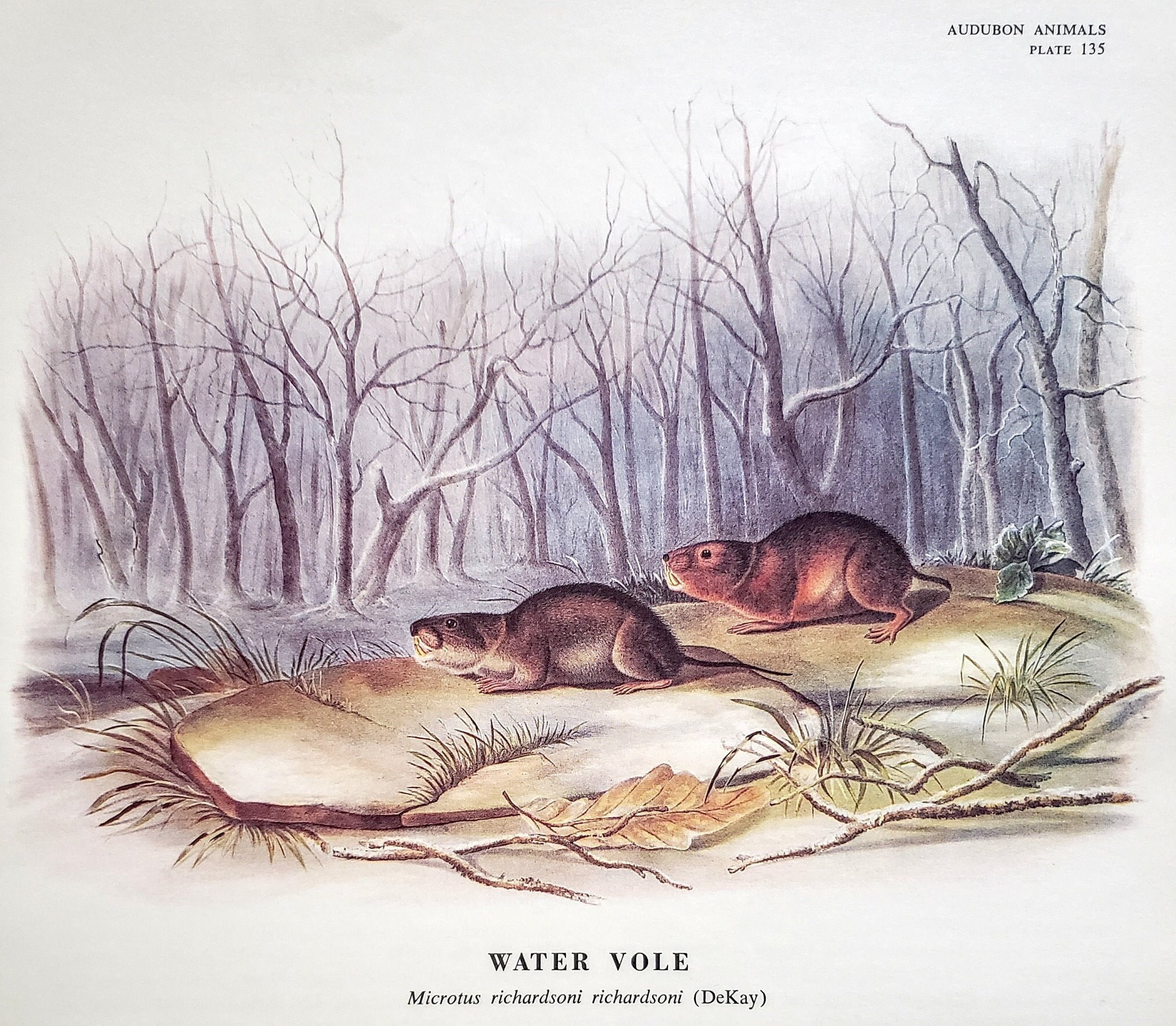North American Water Vole by John James Audubon 9 X 12 Book Plate With ...