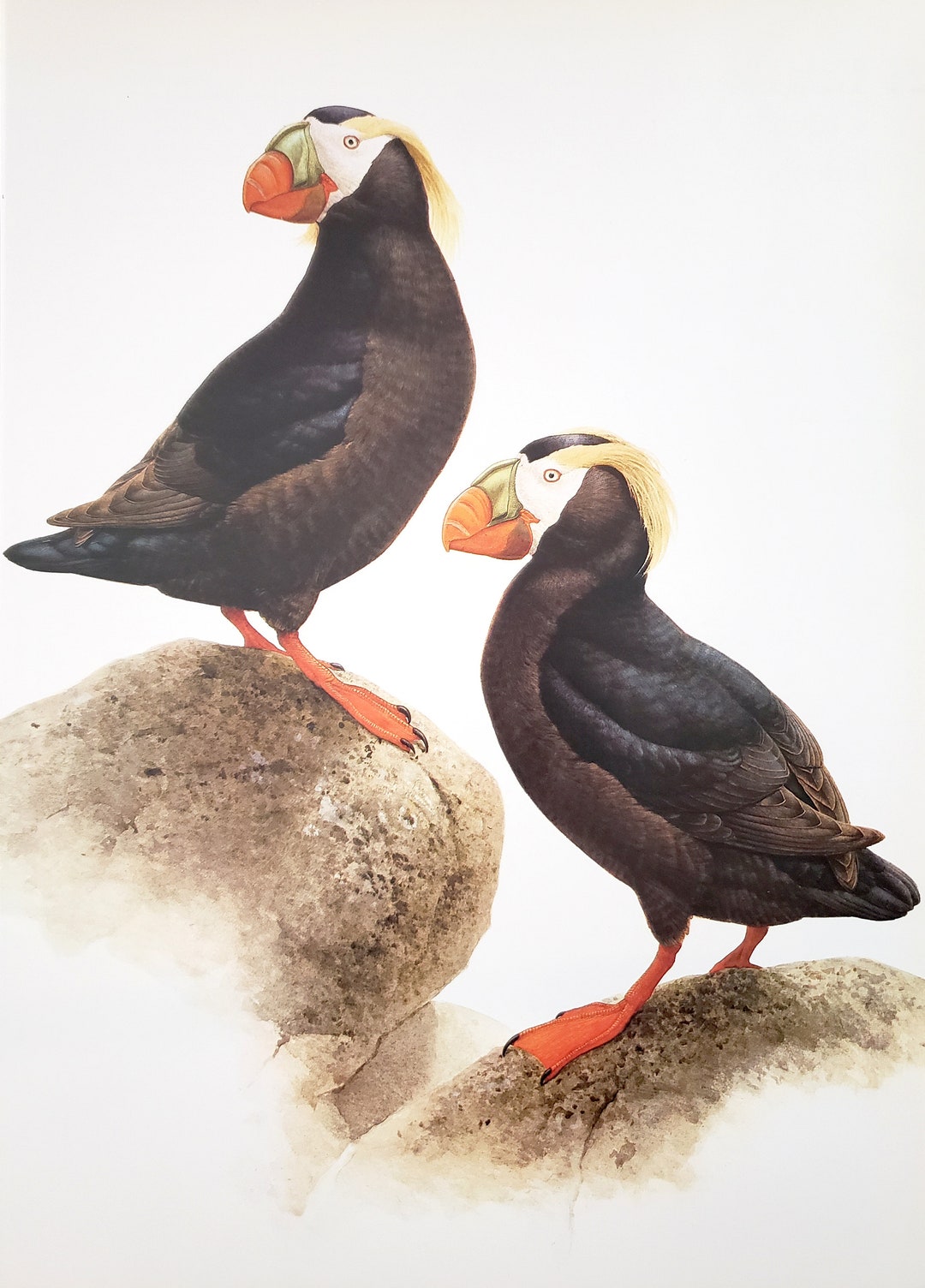 Tufted Puffin Pair Book Plate 1976 Birds of the West Coast Artwork by J ...