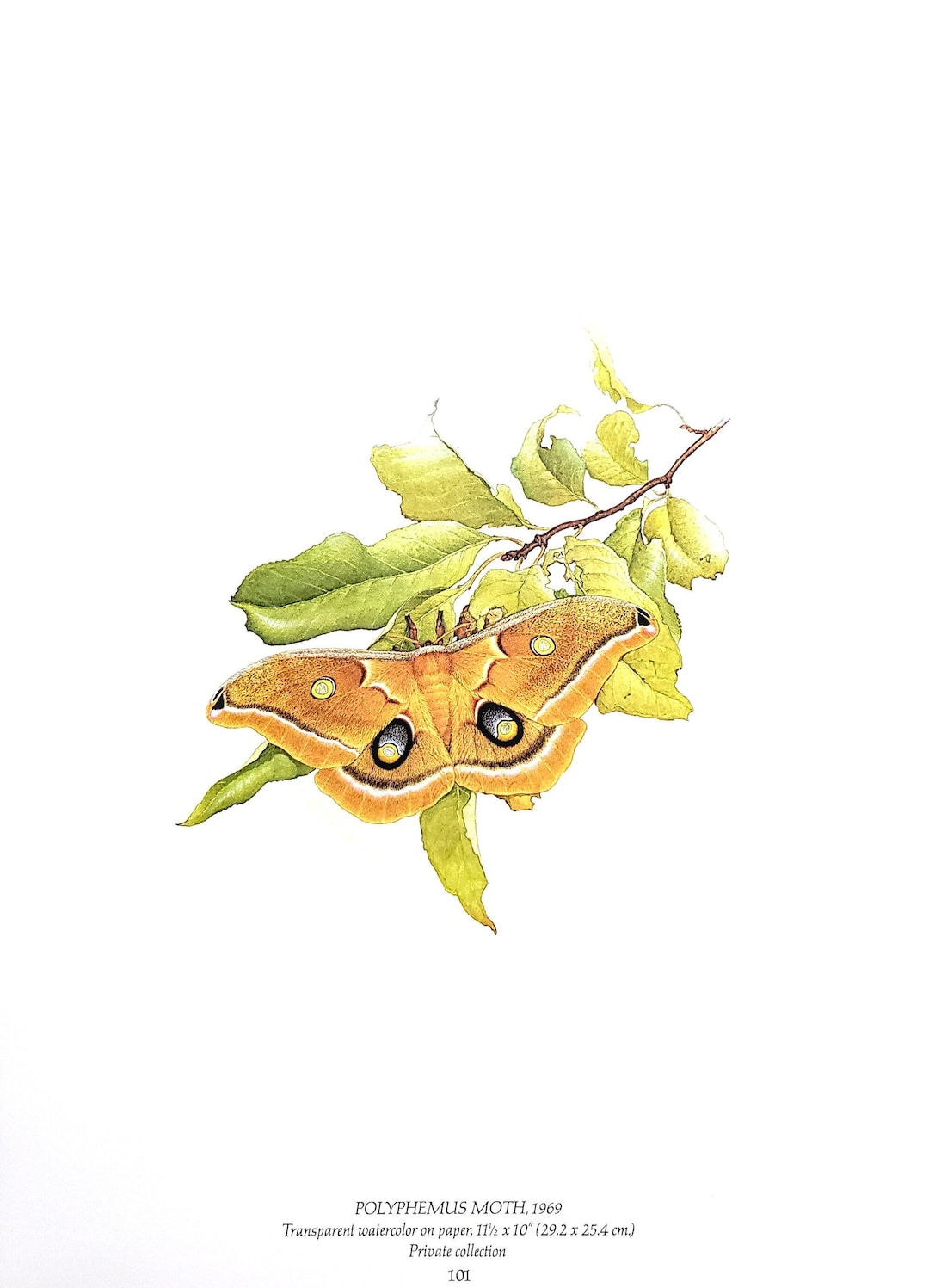 Polyphemus Moth by Glen Loates Book Plate Reproduction Art Print 1977 9 ...