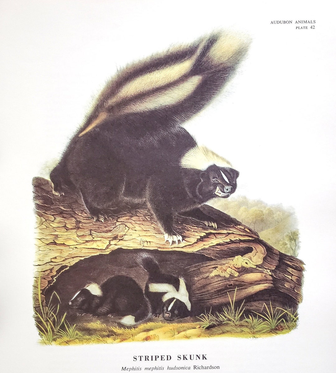 Striped Skunk Protecting Her Babies by Audubon 9" X 12" Book Plate With ...