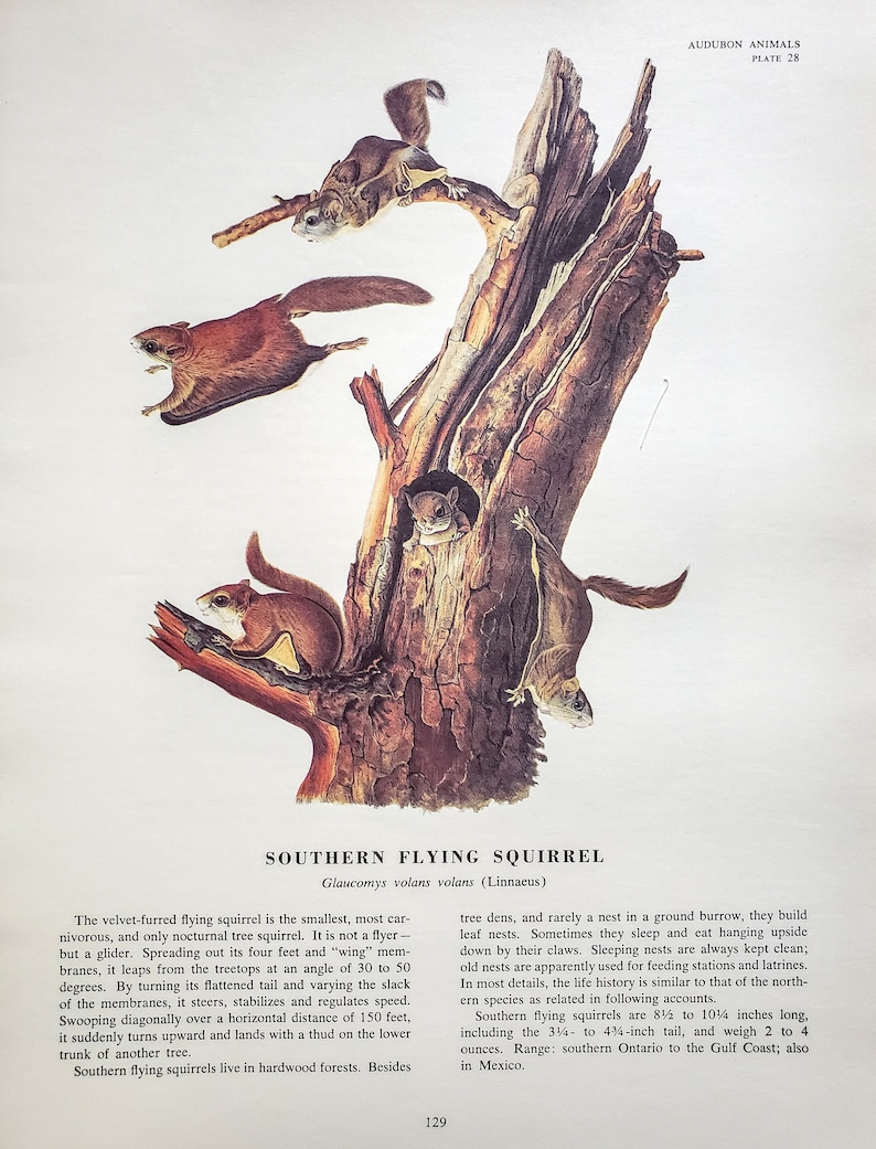 Southern Flying Squirrel by John James Audubon 9 X 12 Book Plate With ...