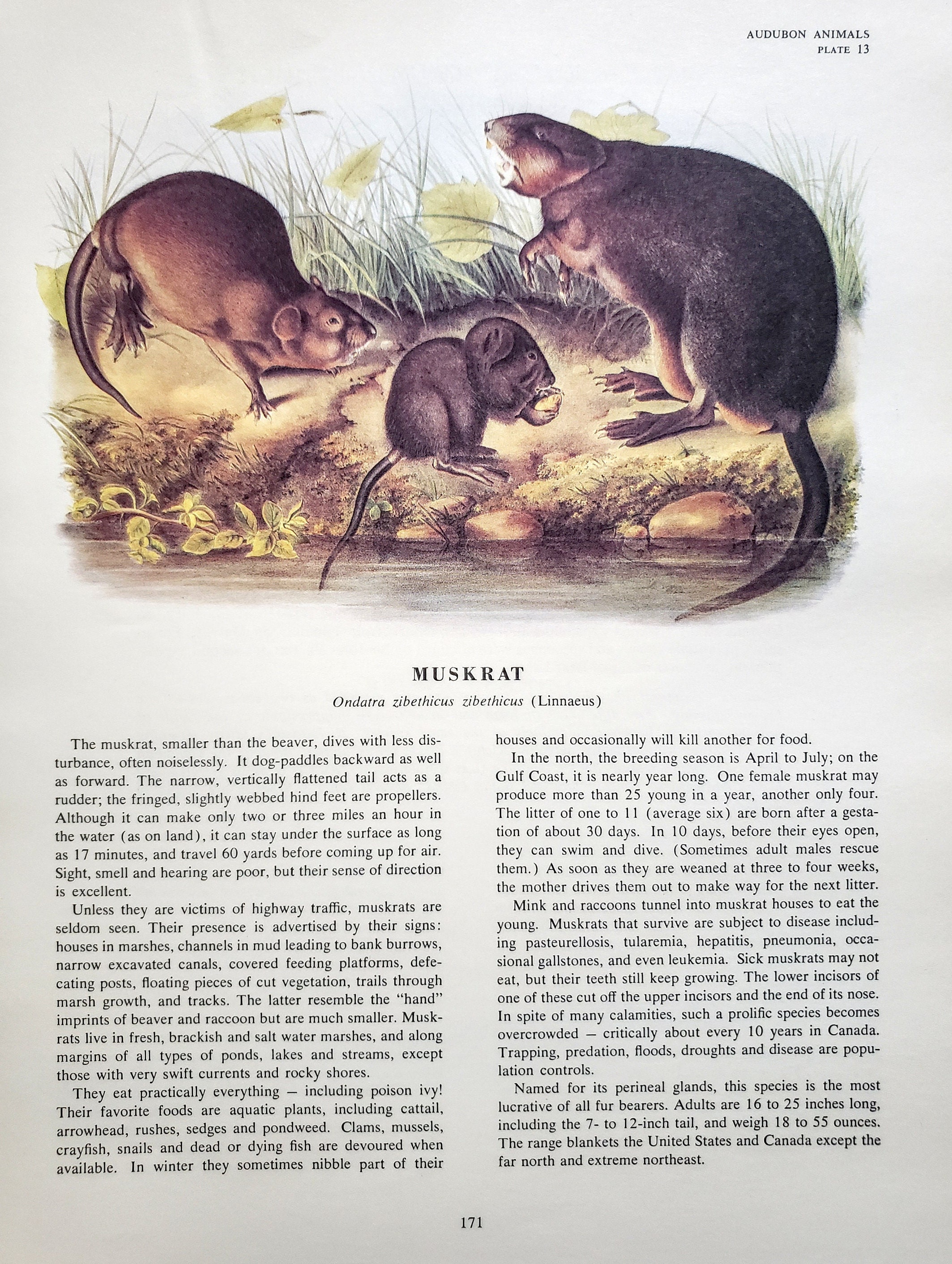 Muskrat by John James Audubon 9 X 12 Book Plate With Text Info 1967 ...