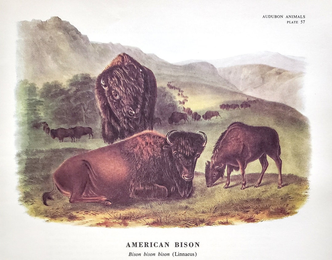 American Bison Family Illustration by Audubon 9" X 12" Book Plate With ...