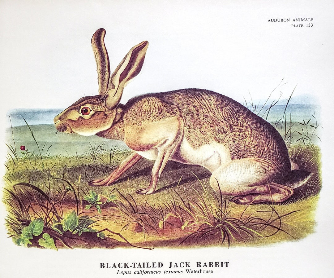 Texas Black-tailed Jackrabbit by John James Audubon 9" X 12" Book Plate ...