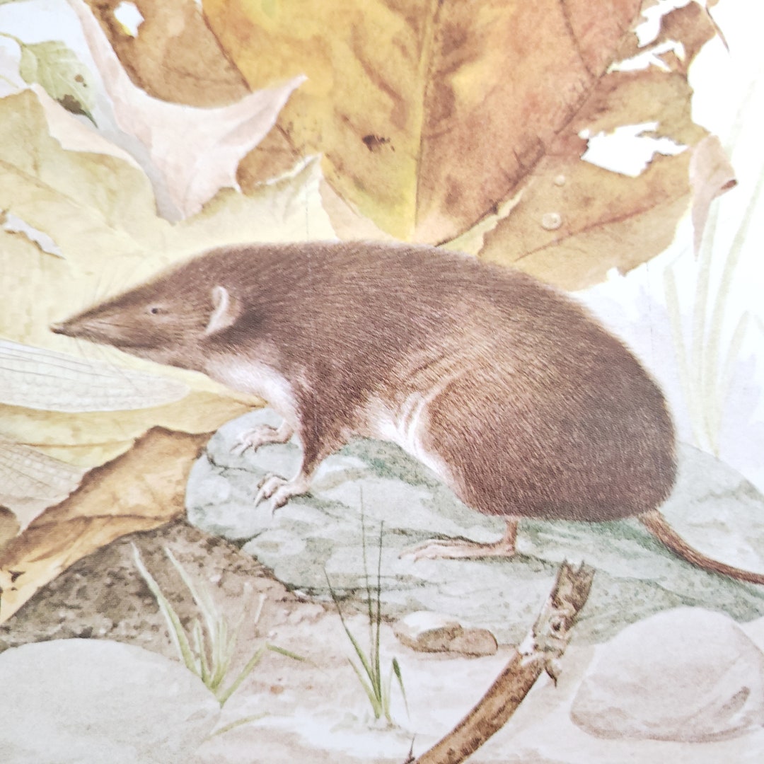 Northern Short Tailed Shrew and Dragonfly Book Plate Print Illustration ...