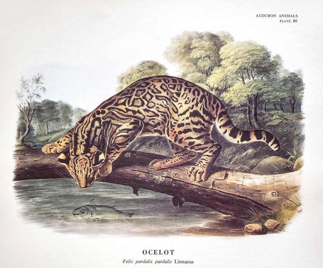 Ocelot Fishing by Audubon 9" X 12" Book Plate With Text Info 1967 ...