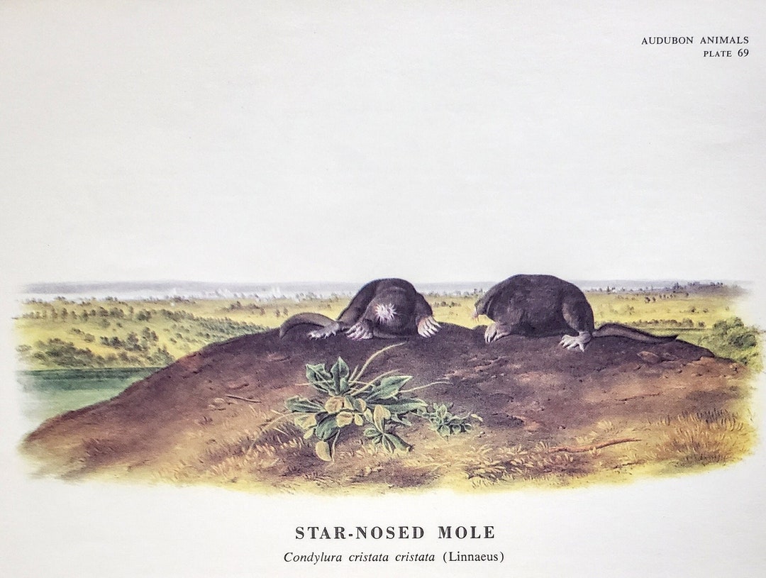 Star-nosed Mole by John James Audubon 9 X 12 Book Plate With Text Info ...