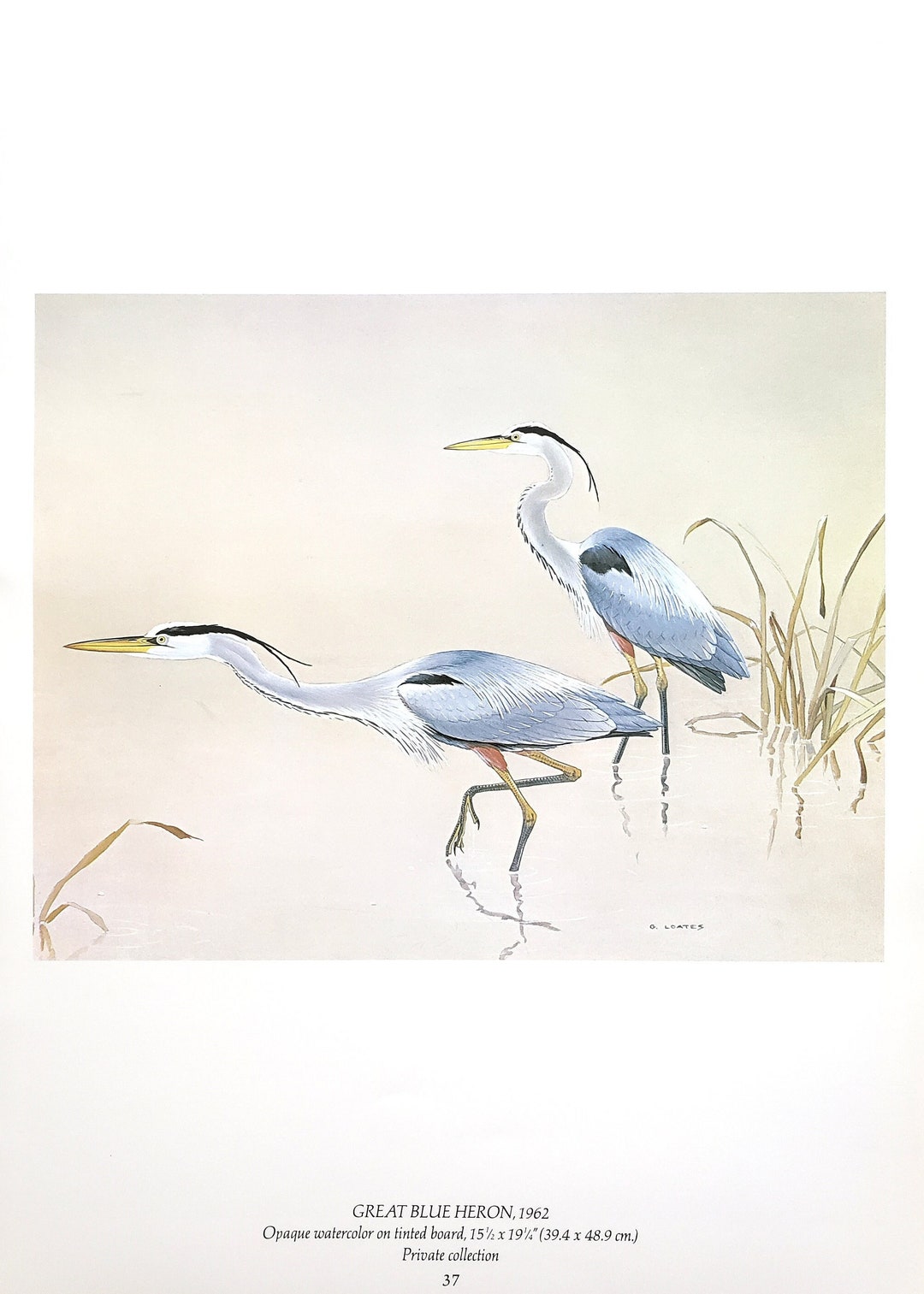 Great Blue Heron by Glen Loates Book Plate Reproduction Art Print 1977 ...
