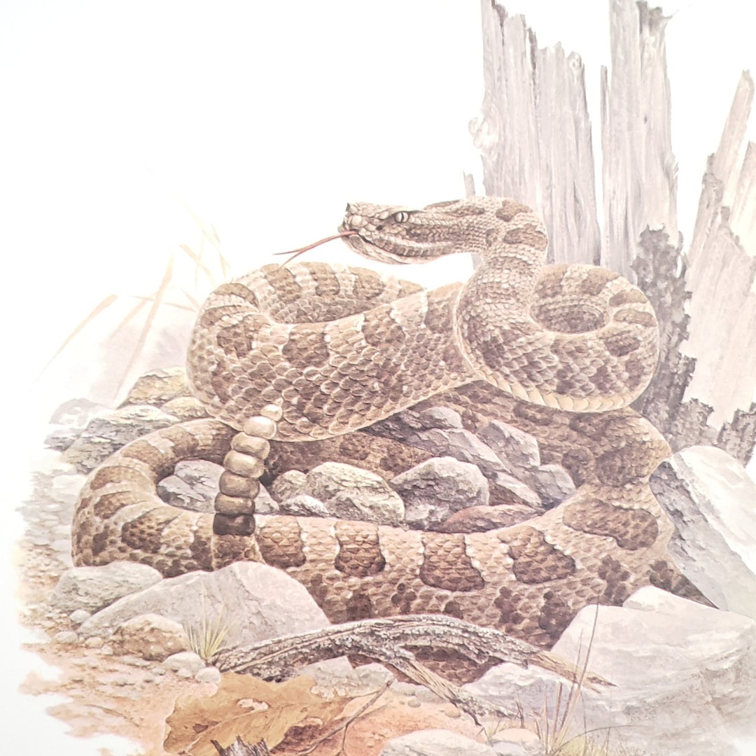 Massasauga Rattlesnake Book Plate Print Illustration by Severt ...