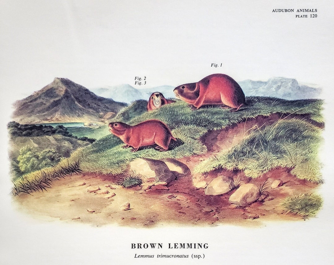Canadian Brown Lemmings by John James Audubon 9 X 12 Book Plate With ...