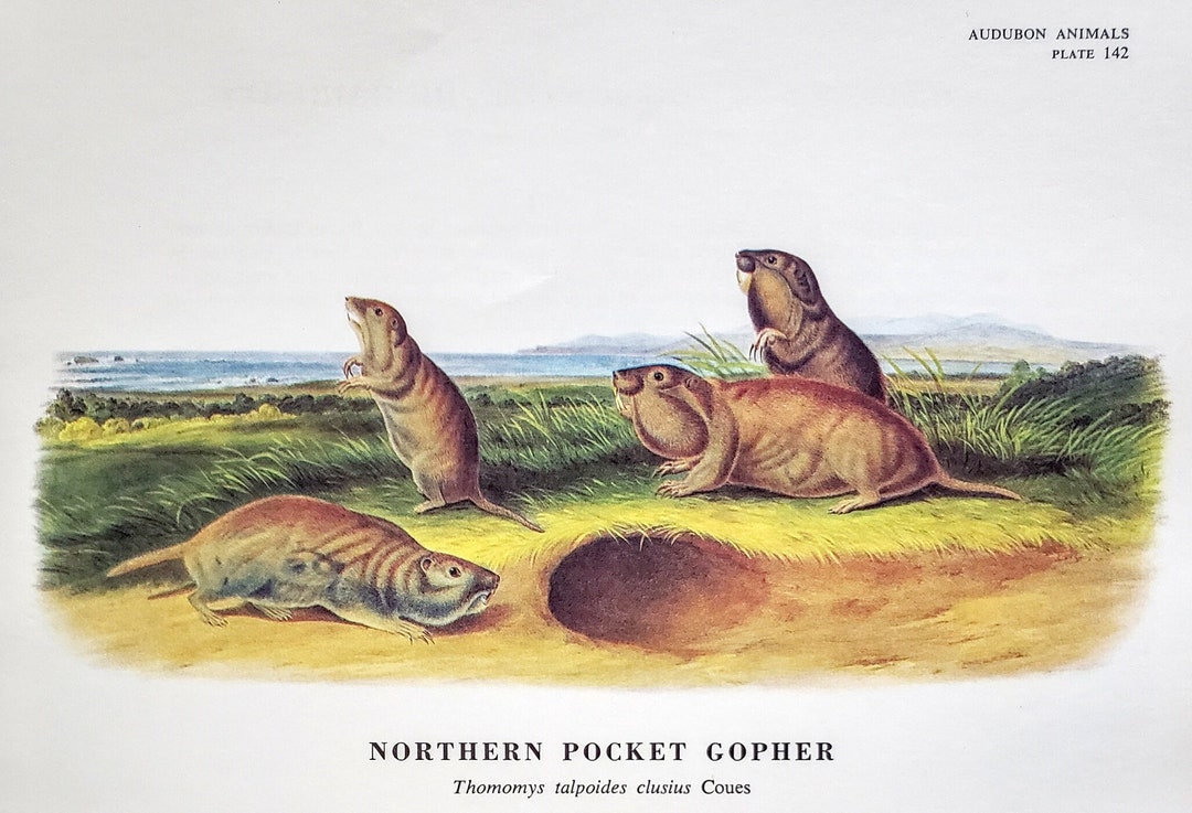 Northern Pocket Gopher by John James Audubon 9 X 12 Book Plate With ...
