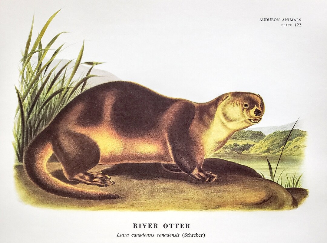 River Otter by Audubon 9" X 12" Book Plate With Text Info 1967 ...