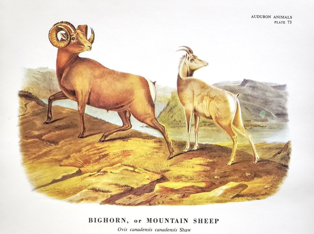 Bighorn or Mountain Sheep Illustration by Audubon 9" X 12" Book Plate ...