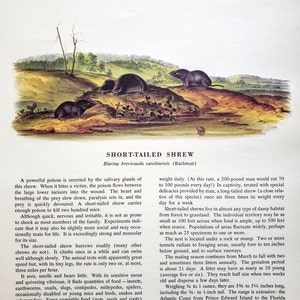 Short-tailed Shrew by John James Audubon 9" X 12" Book Plate With Text ...
