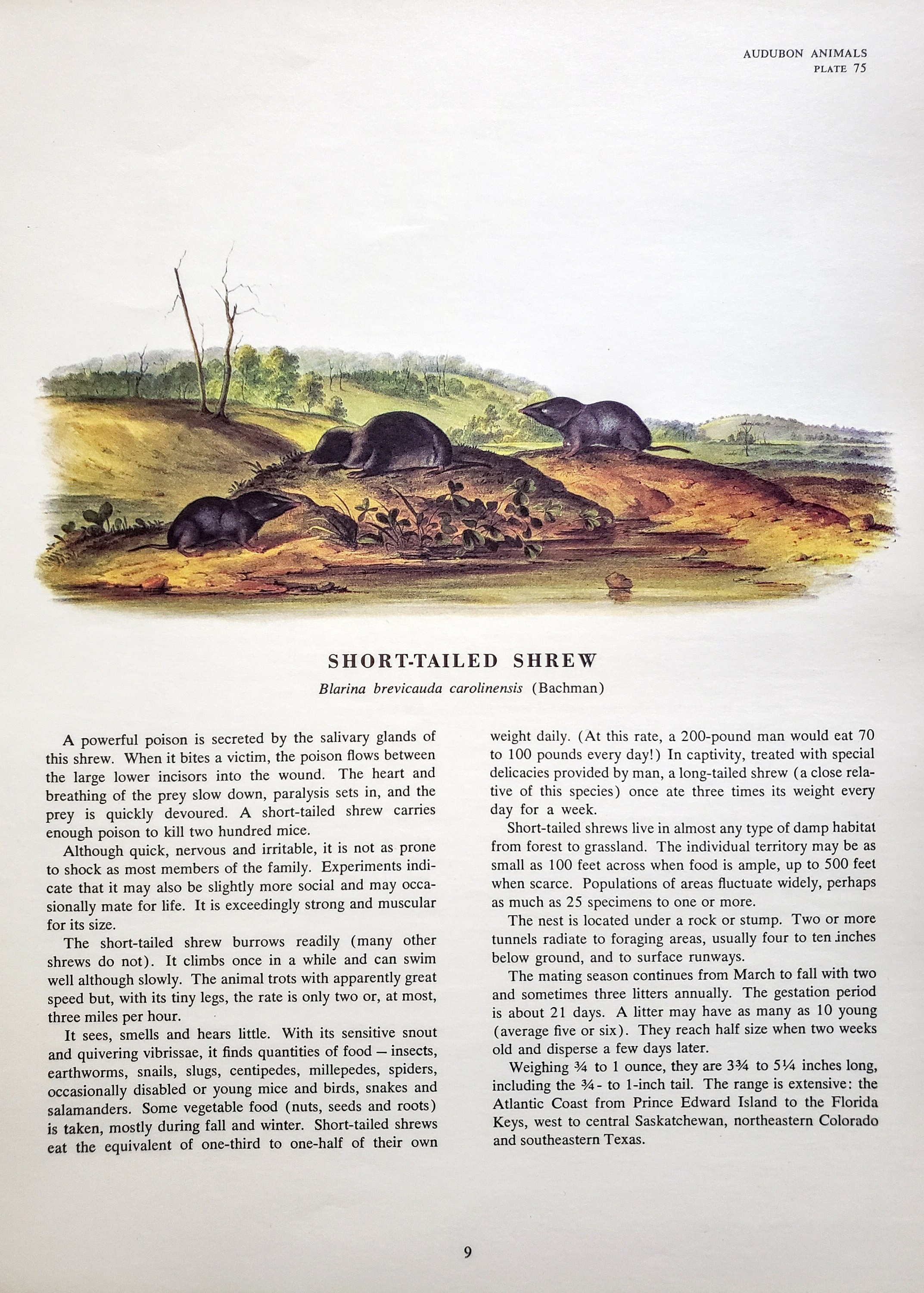 Short-tailed Shrew by John James Audubon 9" X 12" Book Plate With Text ...