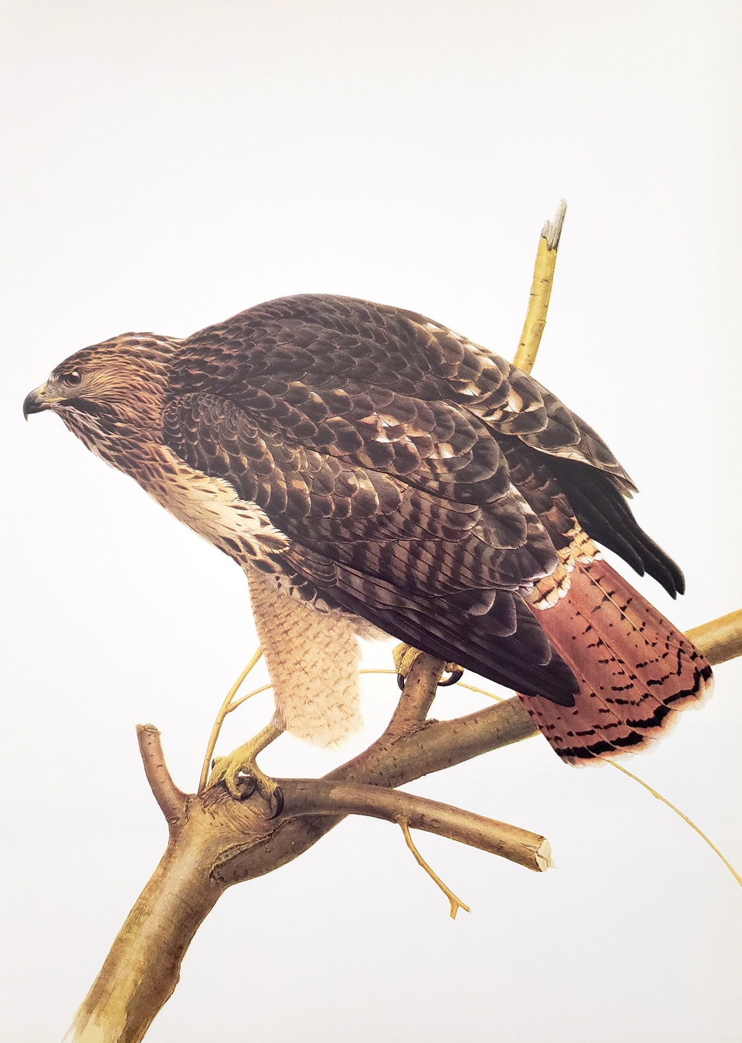 Red-tailed Hawk Book Plate 1976 Birds of the West Coast Artwork by J. F ...