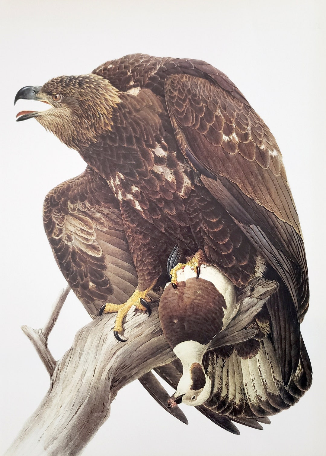 Young Bald Eagle With Prey Book Plate 1976 Birds of the West Coast ...