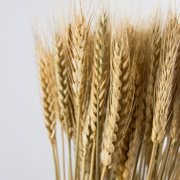 Dried Wheat - Etsy