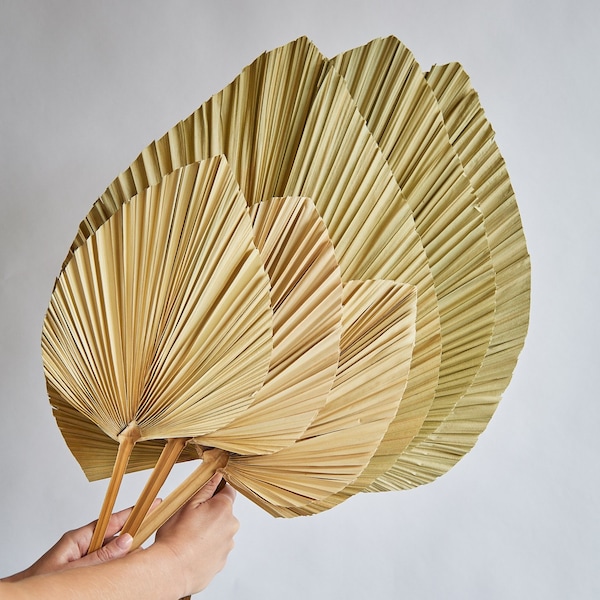 Palm Leaf Fans - Etsy