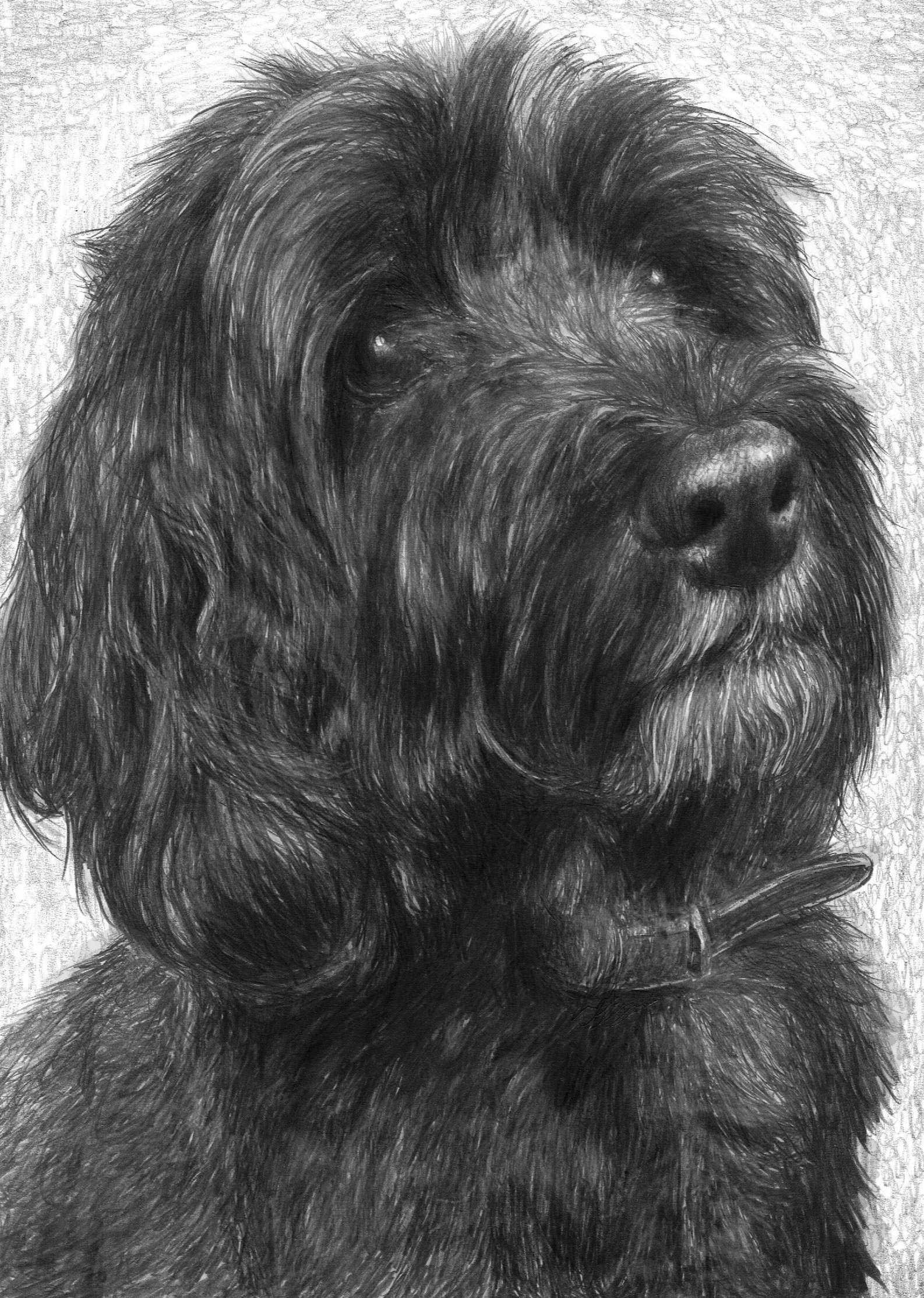 The Cockapoo A3 Pencil Sketch Print Copy Wall Decor Graphite - Etsy UK