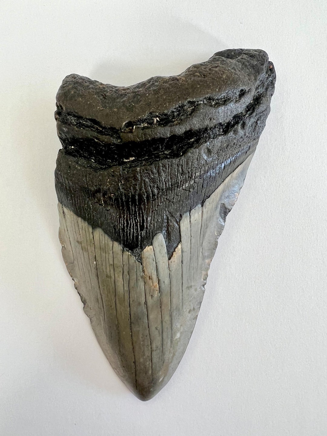 One GENUINE Megalodon Tooth 5.2 Inches - Etsy