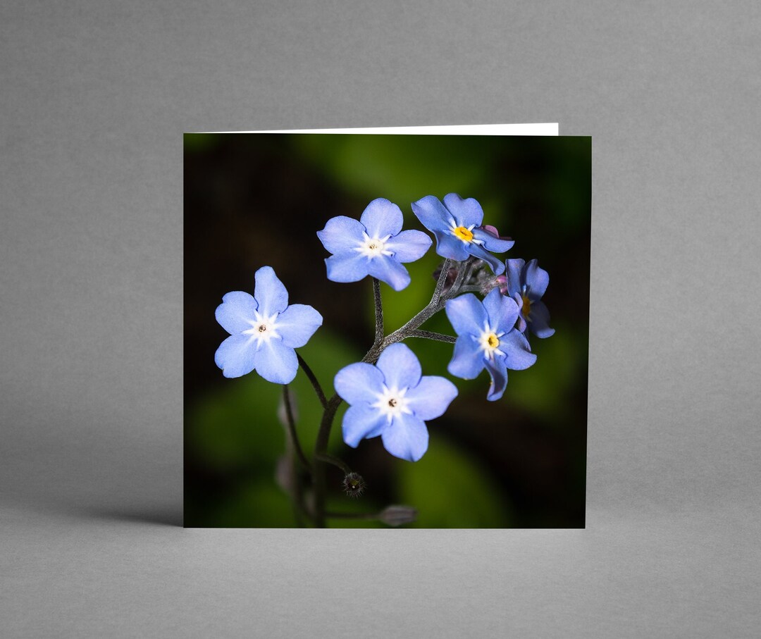 Forget Me Not Greetings Card With Blank Inside Wild Flower - Etsy