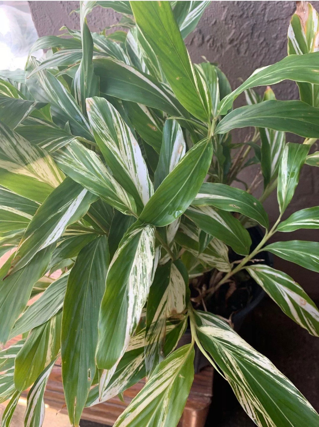 Rare Sale Variegated Pink Purest Ginger 1 Fresh Rhizome/plant Rare - Etsy