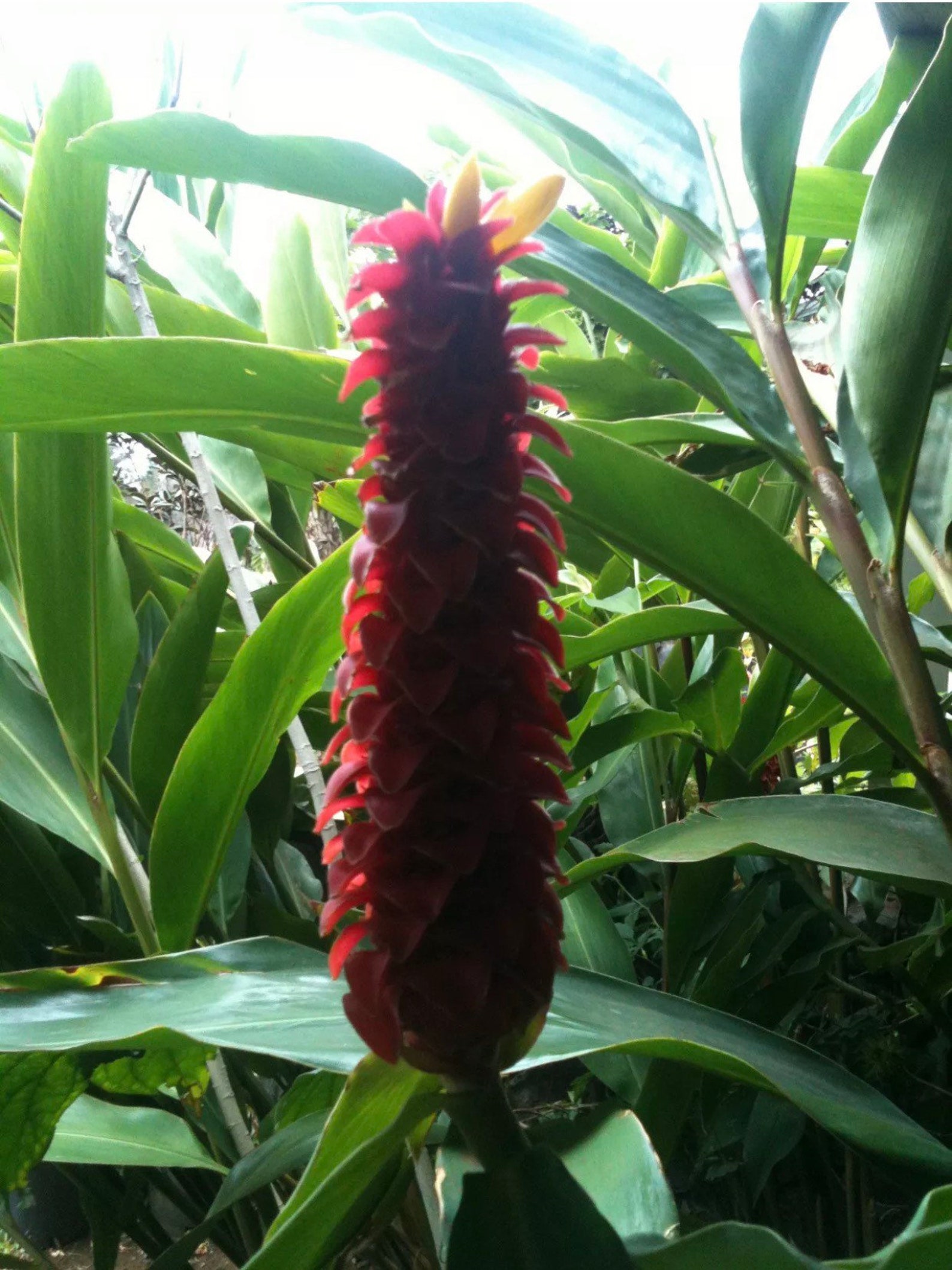 Live Plant Name BIG RED Ginger 1 Plant/rhizome - Etsy