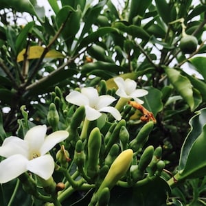 Big Sale Puakenikeni Tree Rooted 1-3 Feet Tall - Etsy