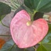 Anthurium Pink Emma - Etsy