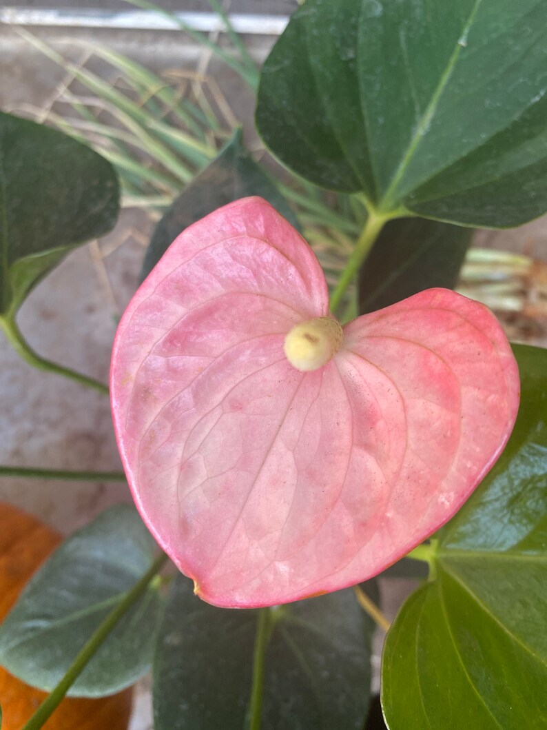 Anthurium Pink Emma - Etsy
