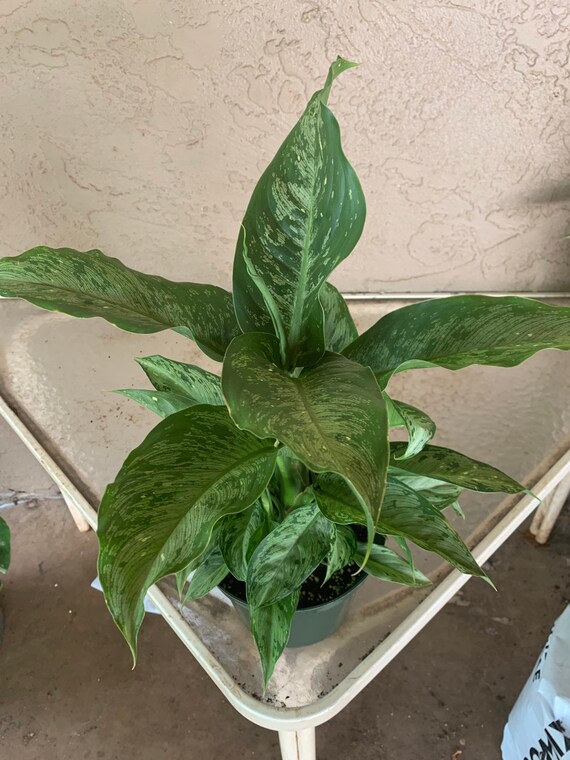 Indoor House Plant Very Stunning One Fresh Live Plant. Perfect | Etsy