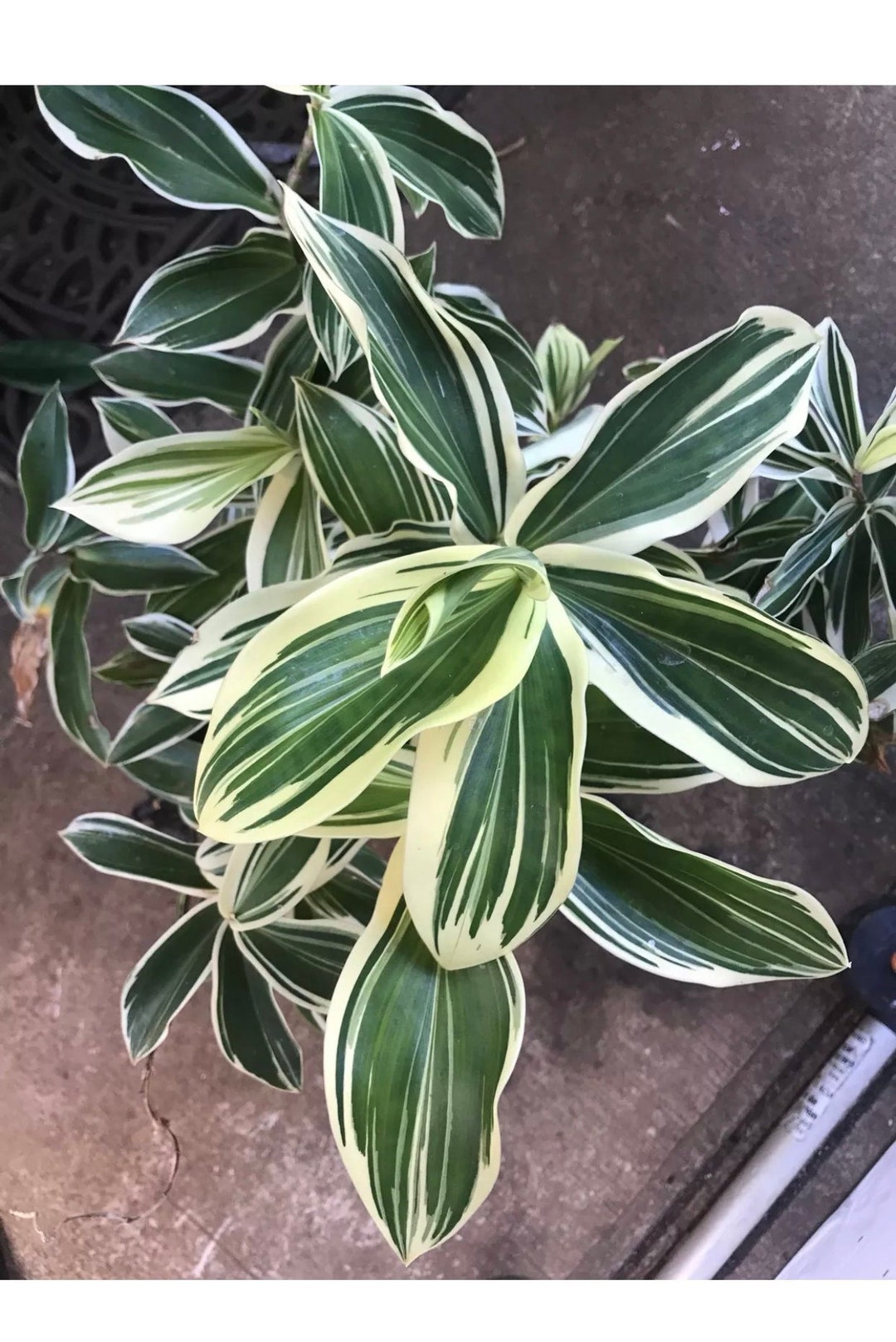 Rare Variegated Costus Ginger 1 Live Plant/rhizome - Etsy