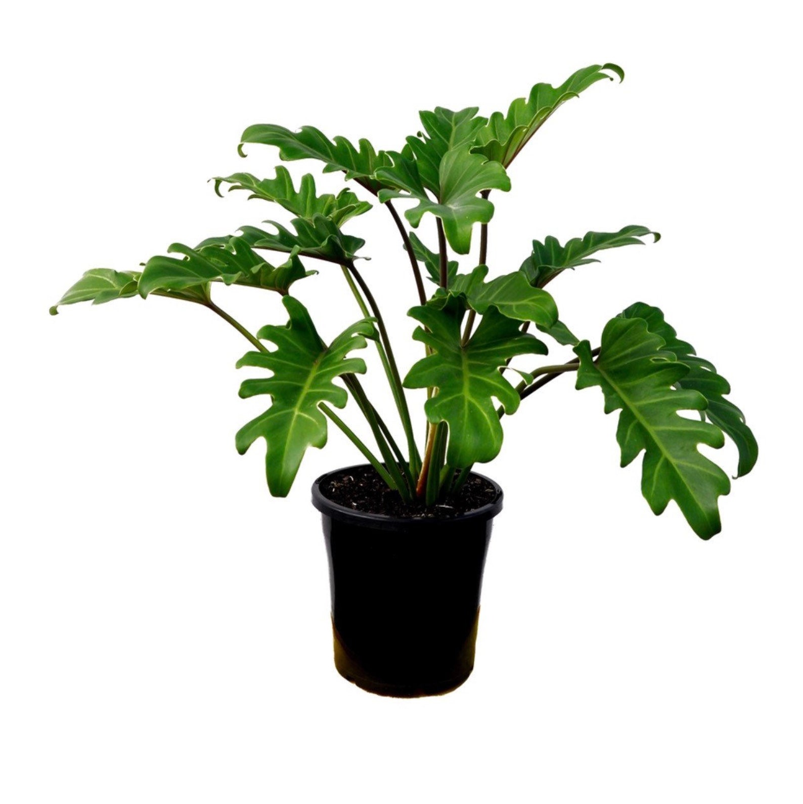 Indoor house plant Philodendron gold xandu one live plant | Etsy