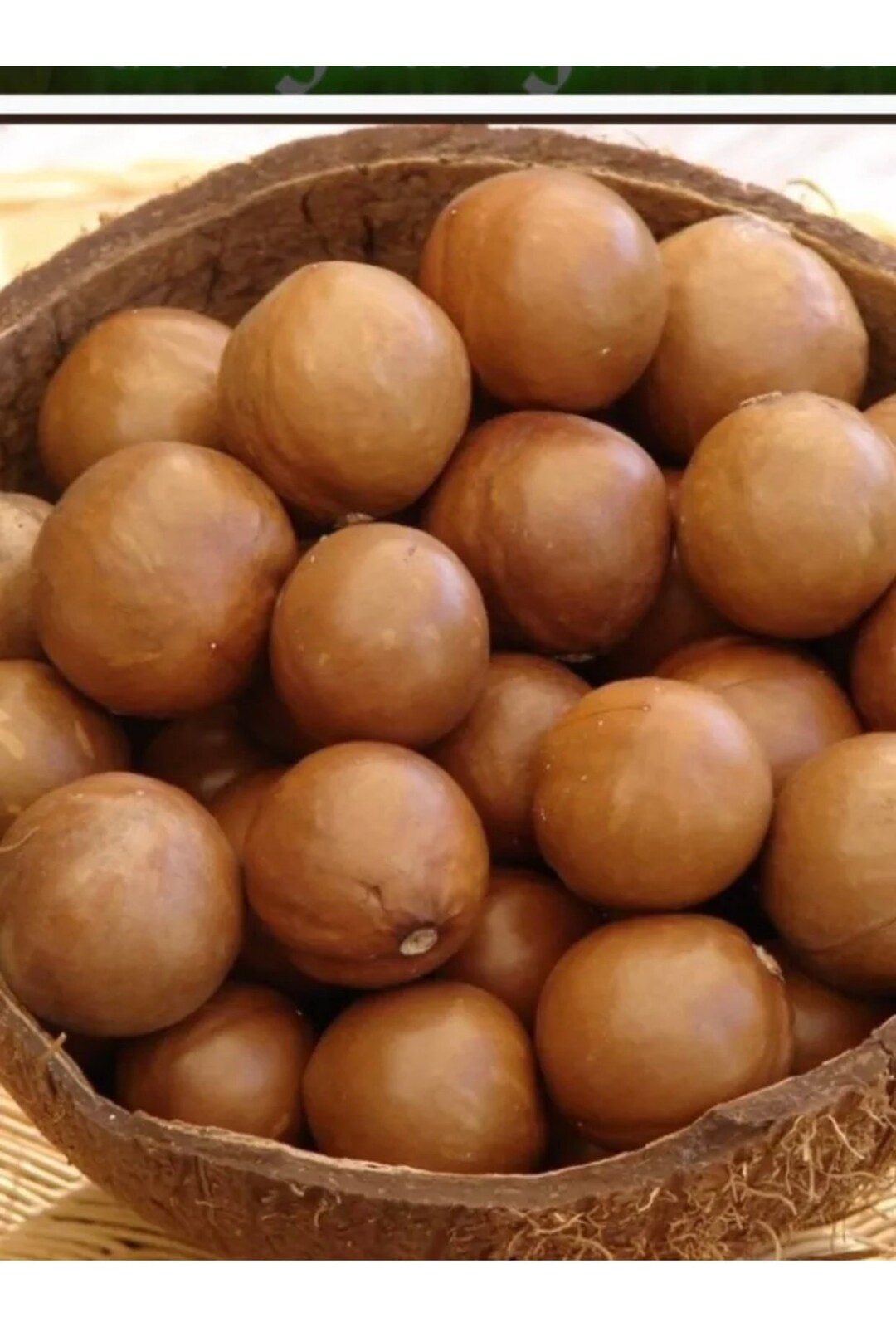 Macadamia 15 Nuts/seeds Easy to Grow and Taste Great - Etsy