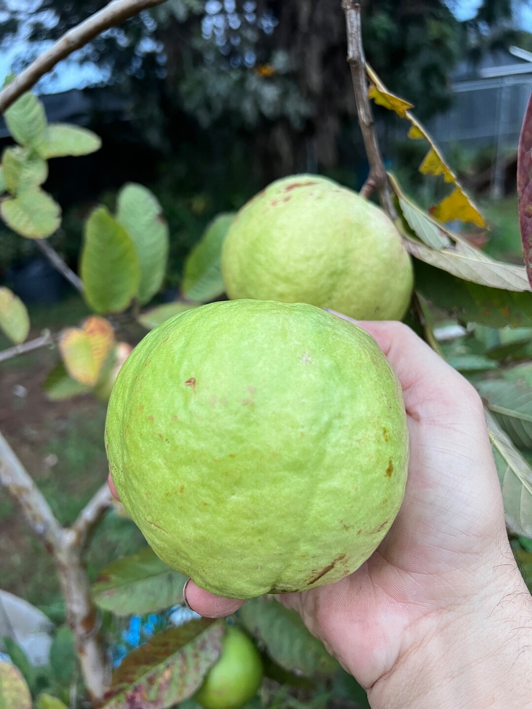 Jumbo White Guava Seeds 20 - Etsy