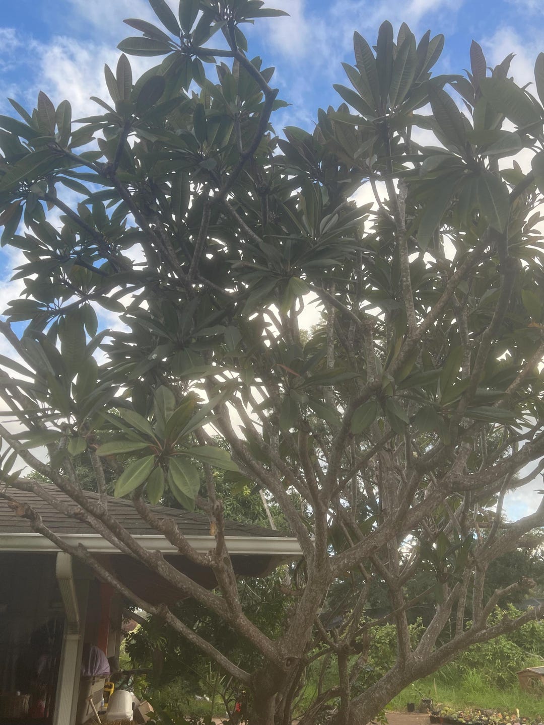 Fox Farm Fertilizer Best Trio-open Sesame(21g)cha Ching(19g)beastie ...