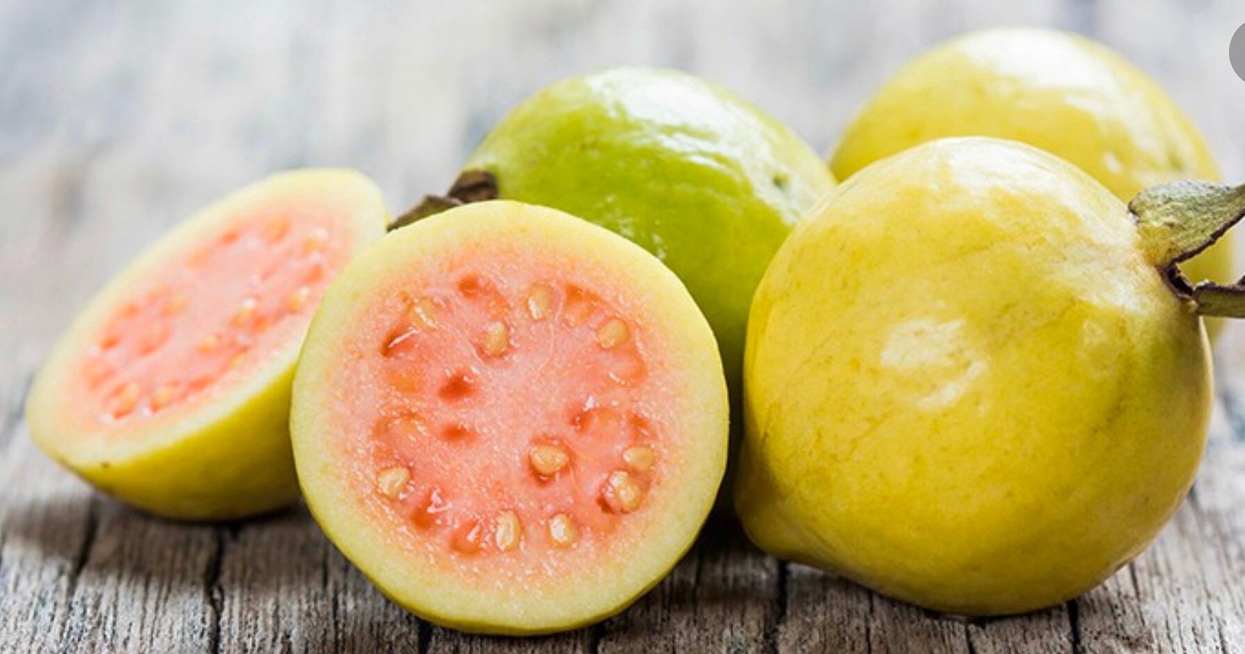 Maui Guava 5 Fresh Cuttings Easy to Grow. - Etsy