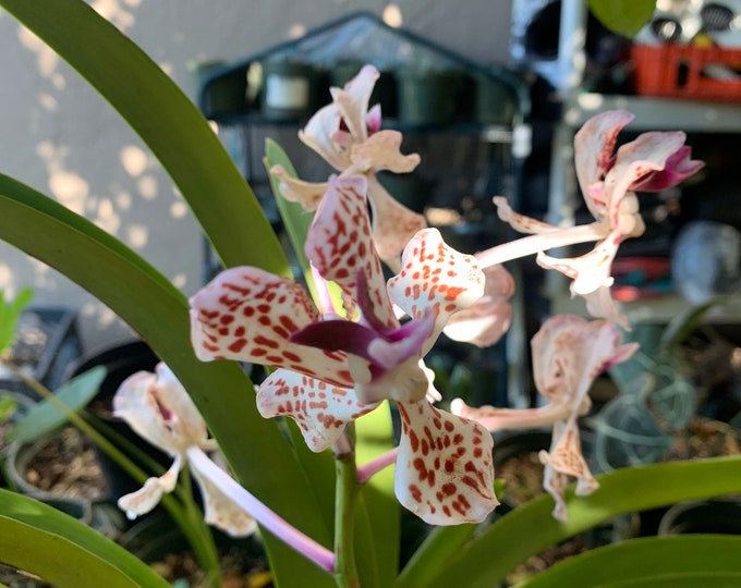 Orchid Big Vanda Orchid Plant. About Two Feet Long. Grows Like ...