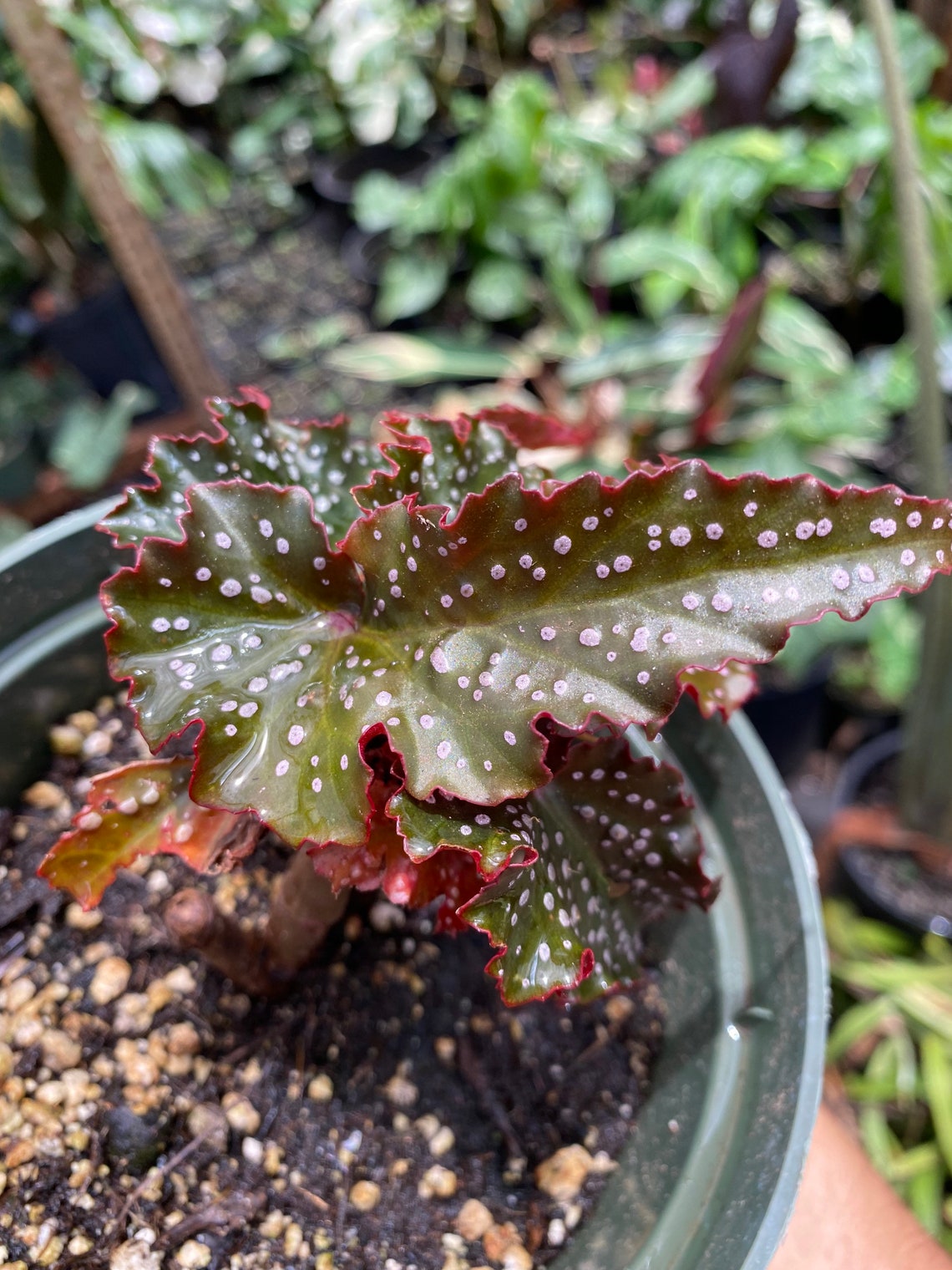 Sale Rare Begonia Plant About 6 Inches Tall Rooted. | Etsy