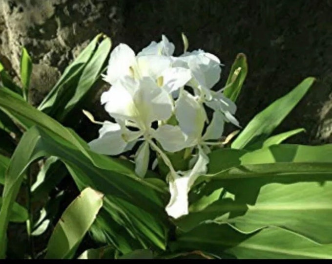 HUGE SALE Sale Butterfly Ginger Plant One Fresh Rhizome Best Deal ...