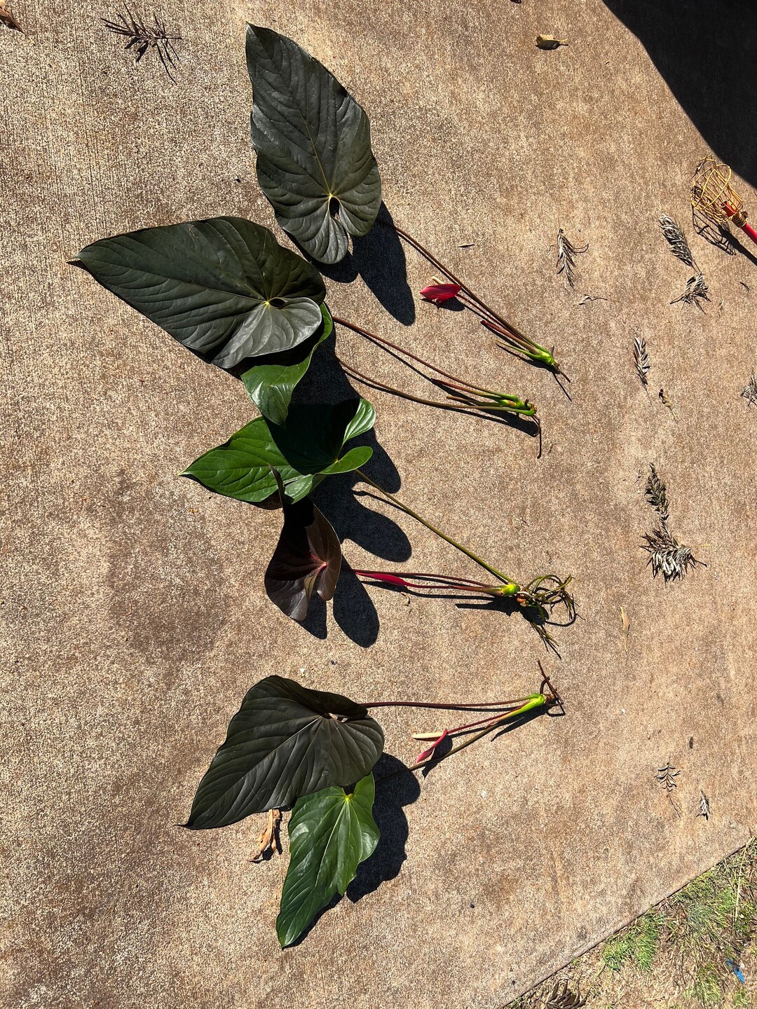 Anthurium Red Beauty Plant Rooted - Etsy