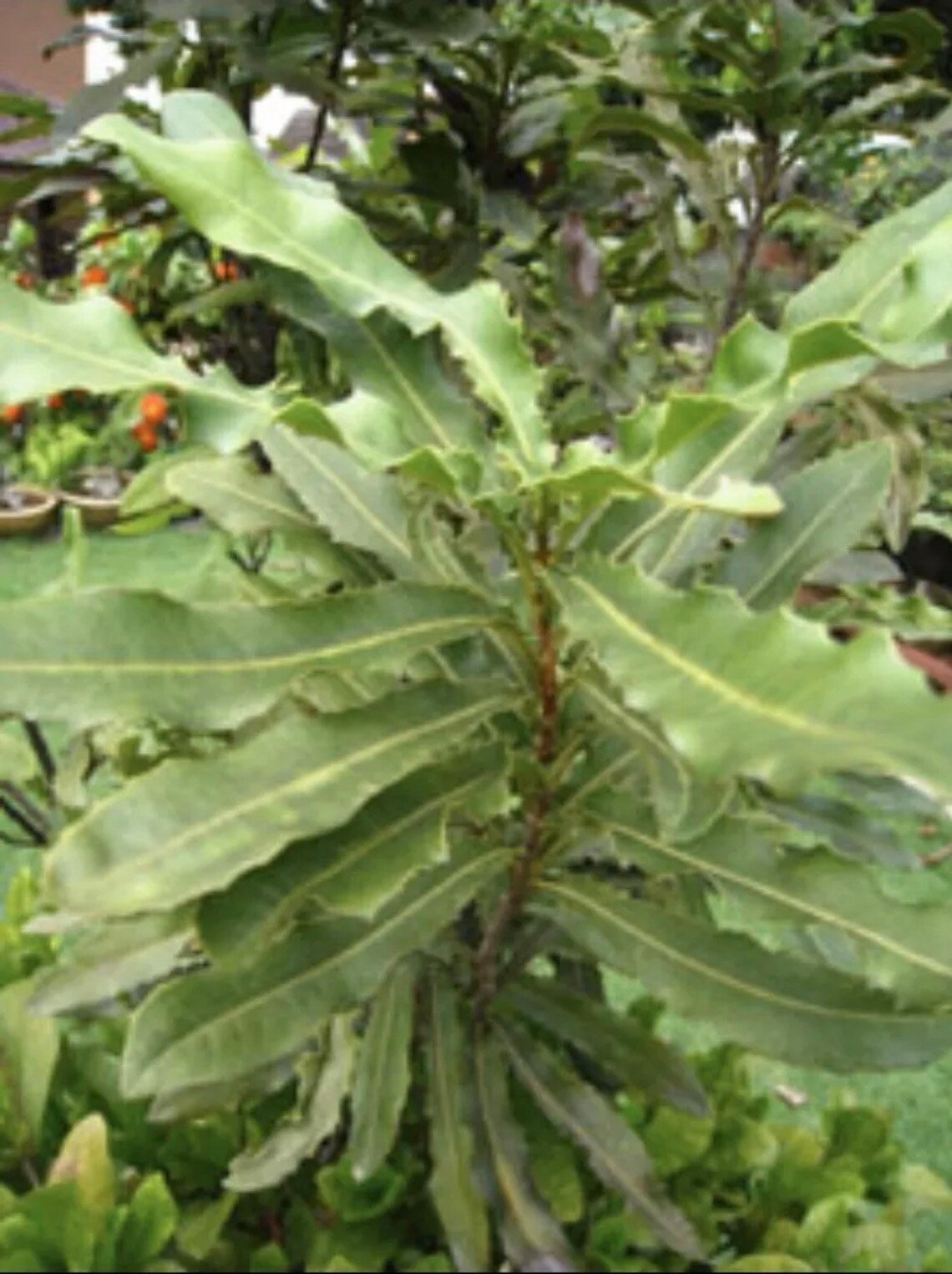 Macadamia 15 Nuts/seeds Easy to Grow and Taste Great | Etsy