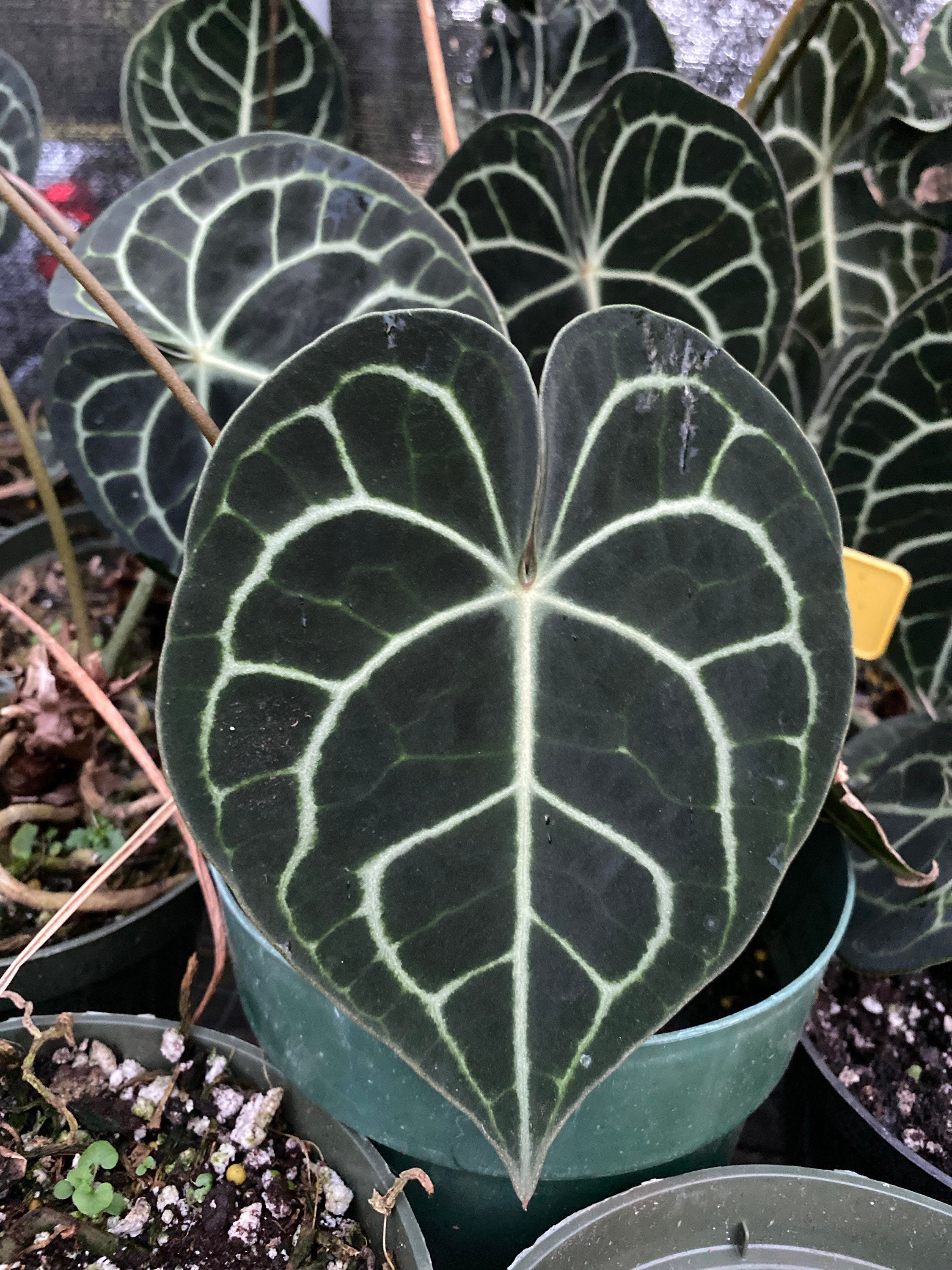 Big Sale Rare Dark Form Anthurium Clarinervium All Healthy - Etsy