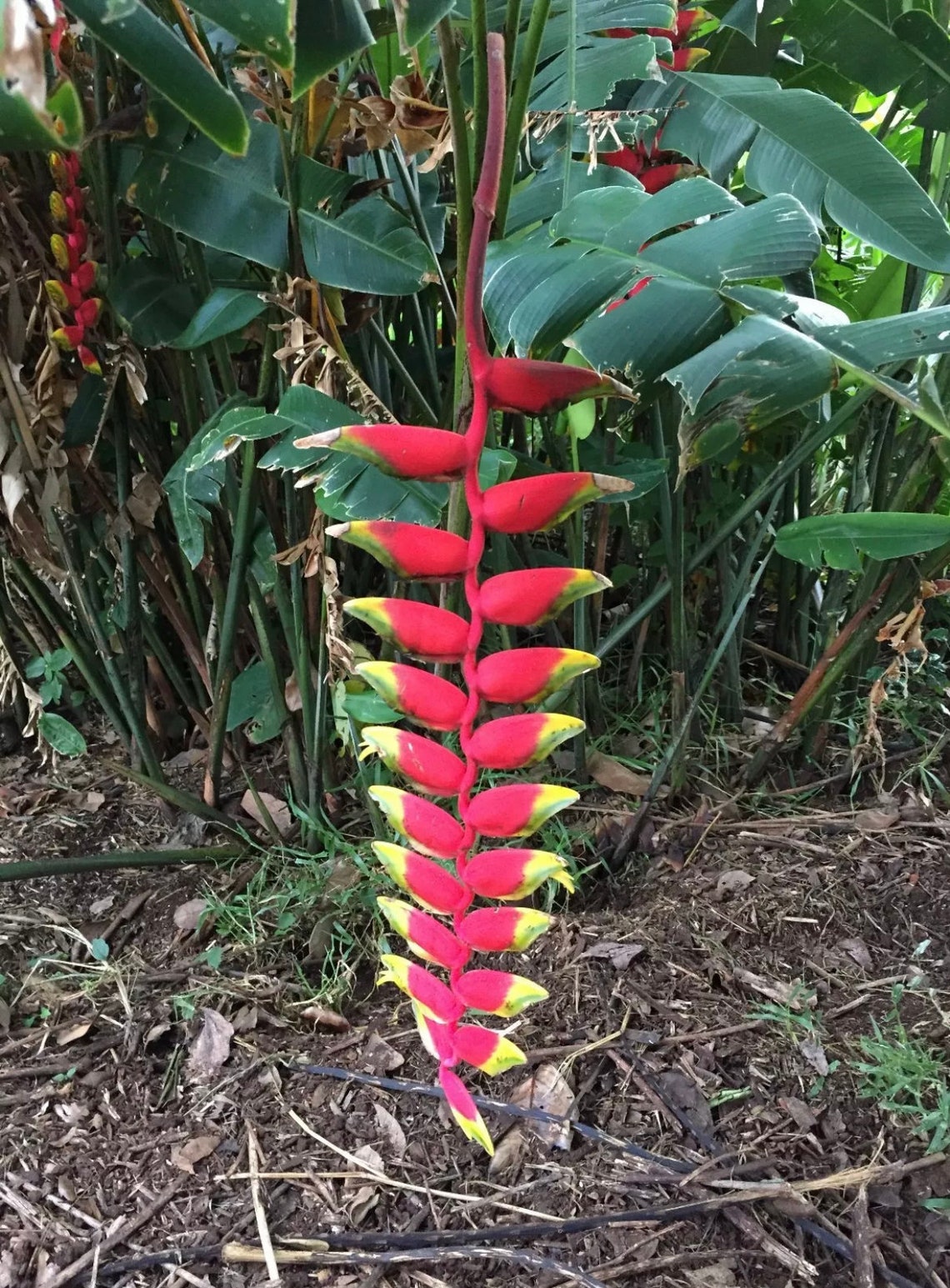 Hanging Ginger Cool Site - Etsy